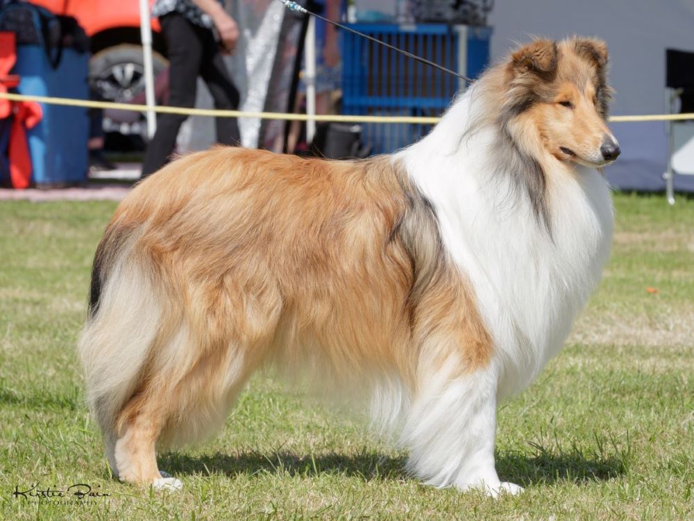 Braemist, Rough Collies, Breeders, Puppies, Collies, Foxton, New Zealand